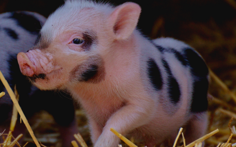 How Many Ribs Do Pigs Have? - Foodsalternative